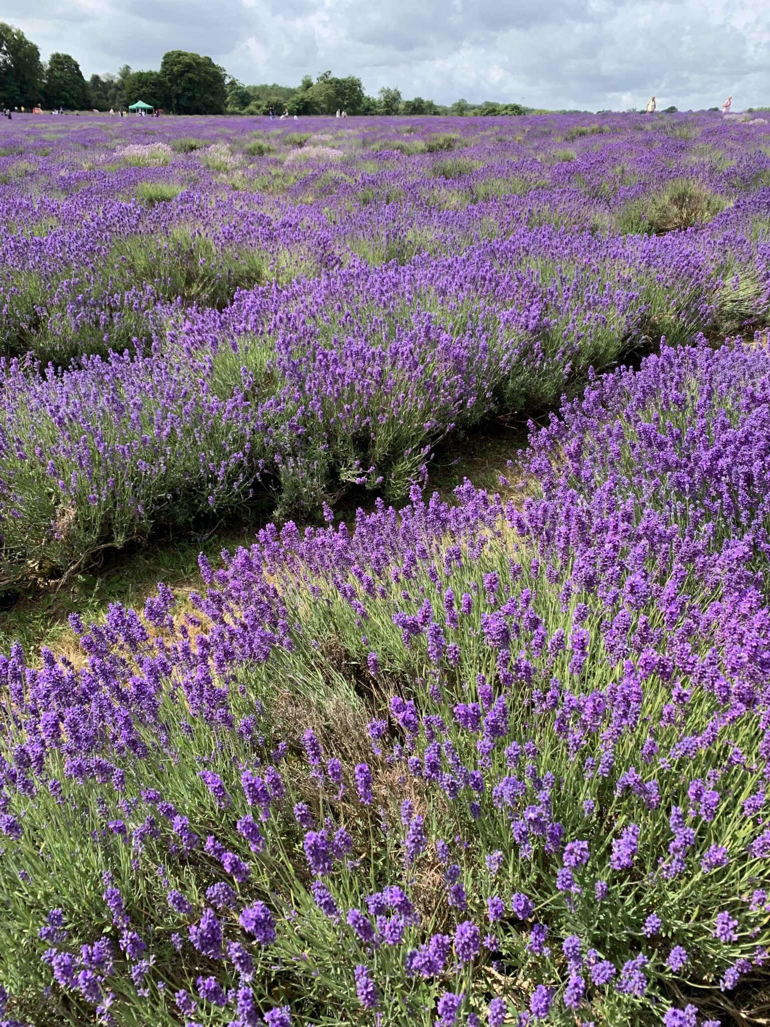 Visit the Stunning Mayfield Lavender Farm | Char's Footsteps